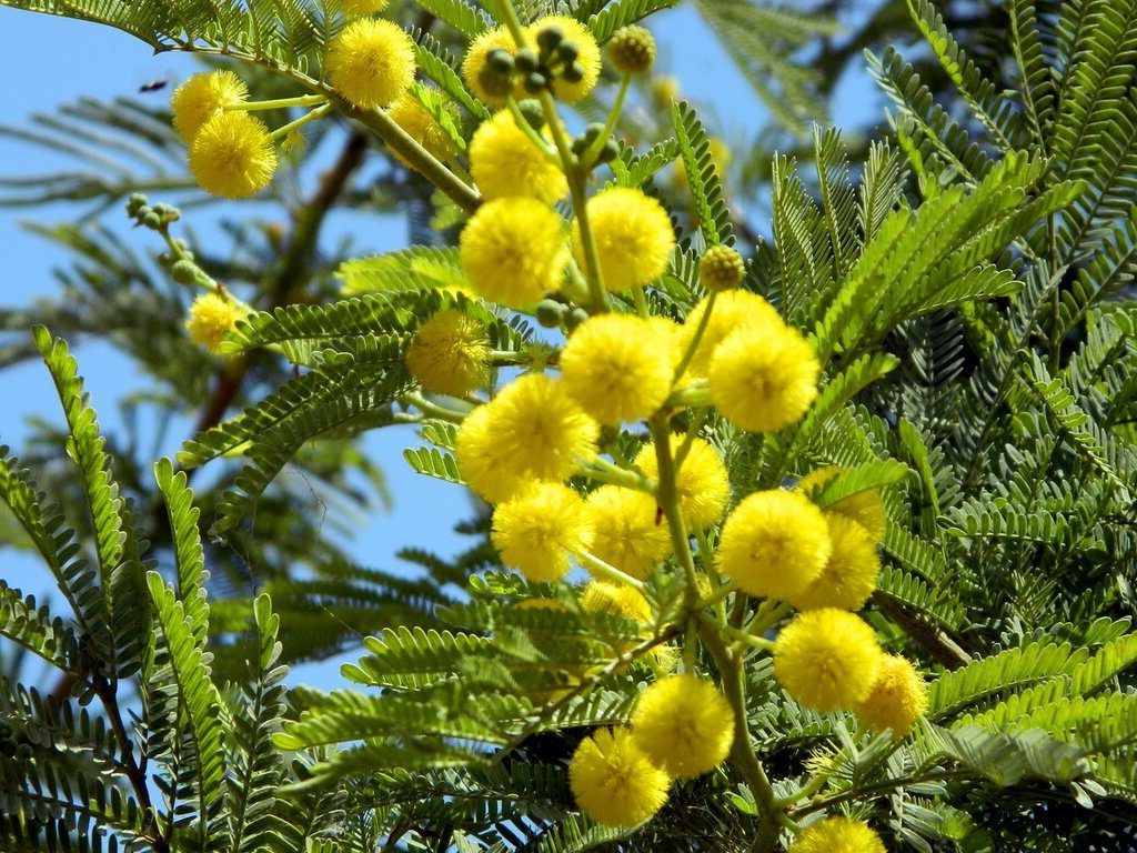Mimoza - peyzaj.com