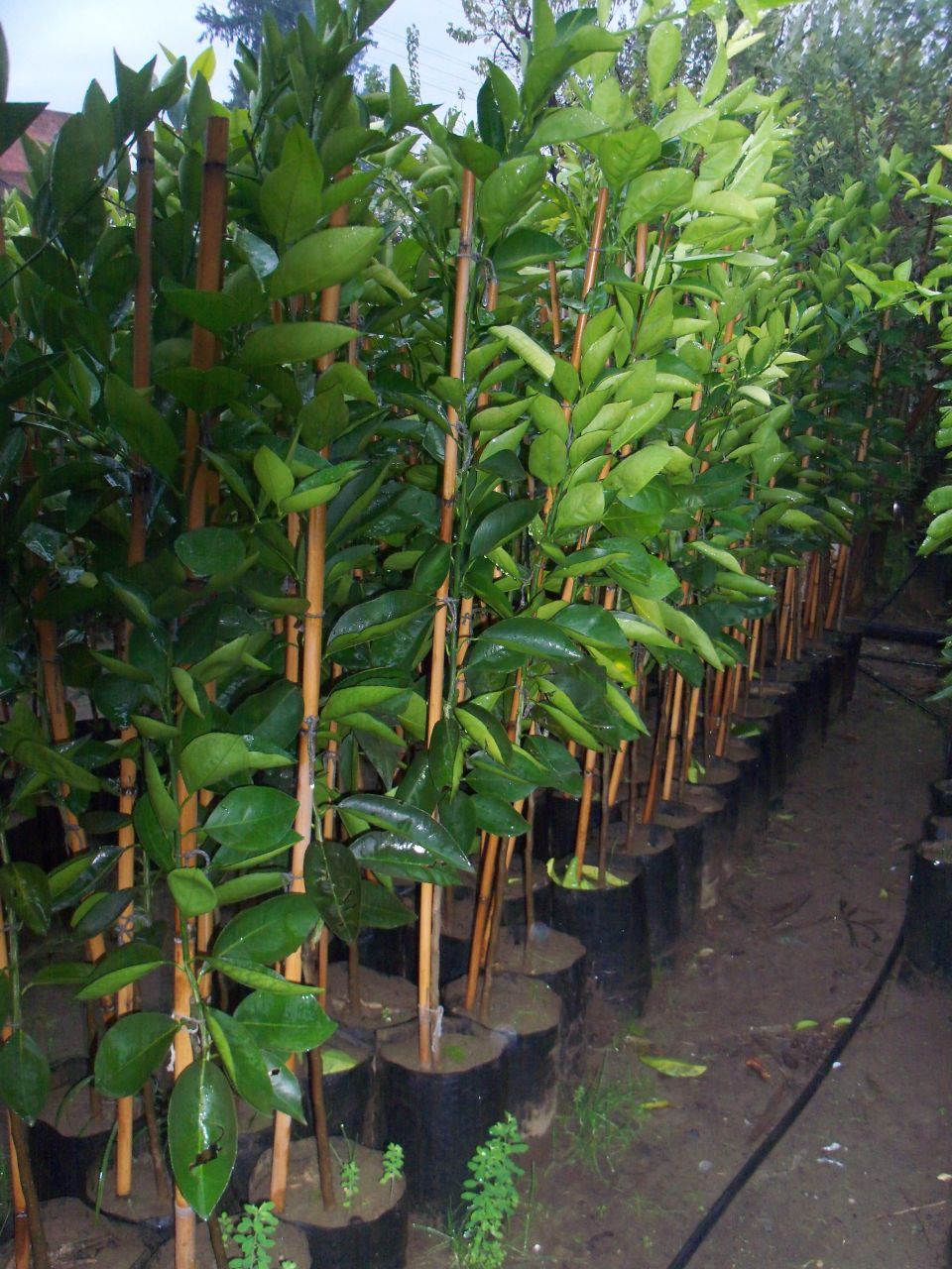 Primasol Mandalina Fidanı - peyzaj.com